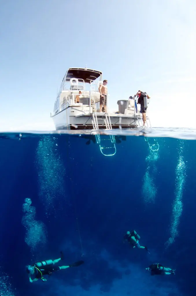 Diving the North Wall in Grand Cayman | Red Sail Sports